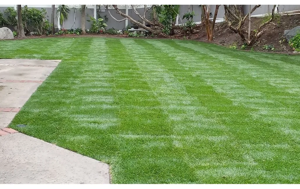 Cesped natural en rollos | Variedad Bermuda al mejor precio